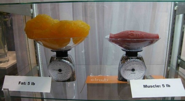 All About The Gains: Water Weight Vs Fat | Supplement Judge